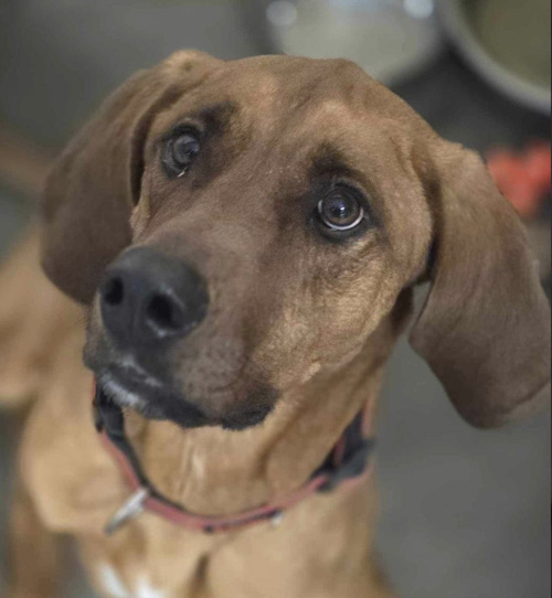 Luke | Catkins Animal Rescue