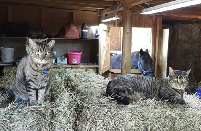 barn cats | Catkins Animal Rescue